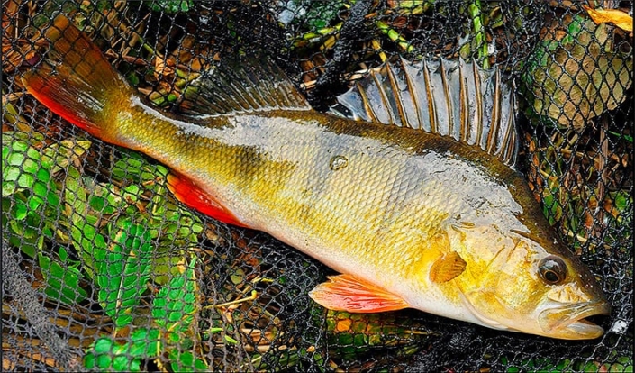 Окунь: Внешний Вид, Фото и Описание | Как Его Ловить?